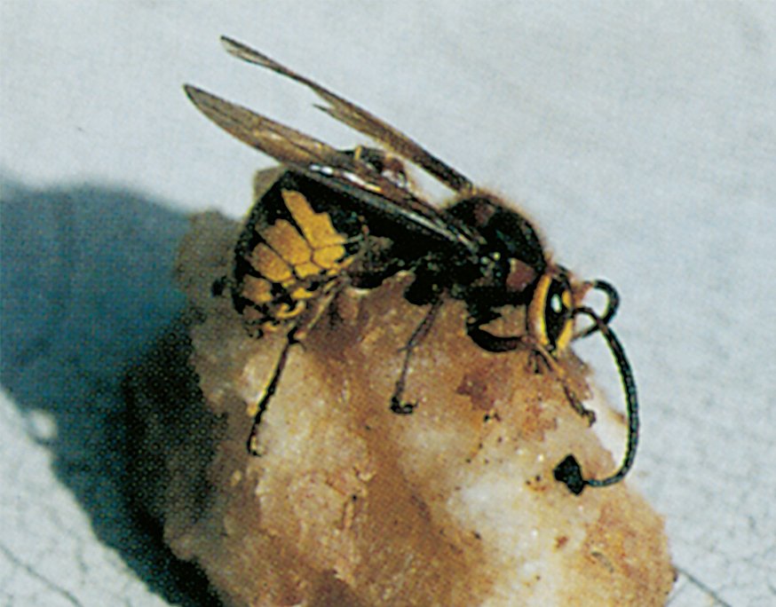 Getingar - Pestium.SE