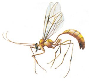 Gulröd parasitstekel, - Pestium.SE