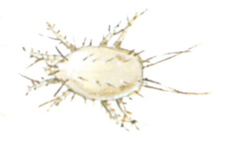 Kryddkrämarkvalster - Pestium.SE