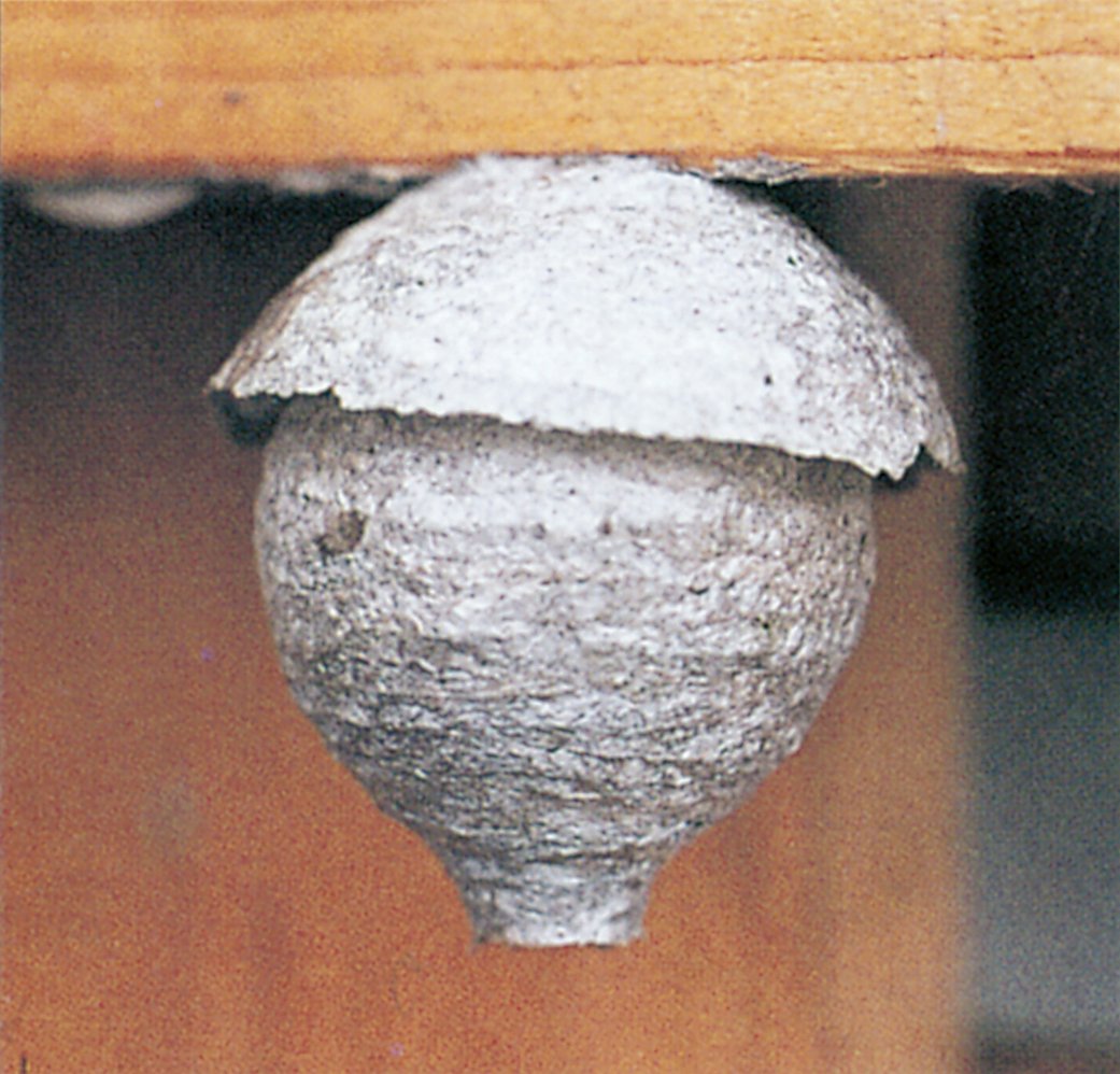 Getingar - Pestium.SE