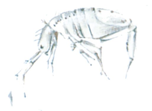 Hoppstjärtar - Pestium.SE
