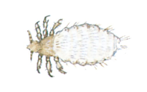 Hundlus - Pestium.SE