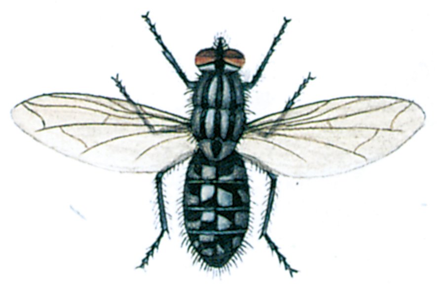Köttfluga - Pestium.SE