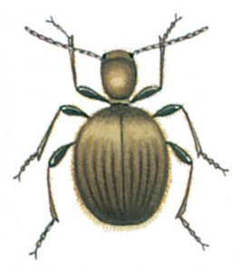 Mässingsbagge - Pestium.SE
