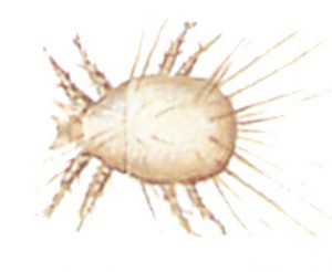 Mögelkvalster - Pestium.SE