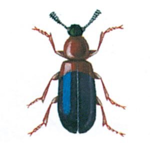 Rödhalsad koprabagge, - Pestium.SE