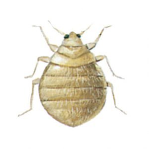 Svalvägglus - Pestium.SE