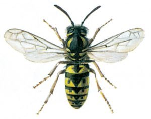 Getingar - Pestium.SE