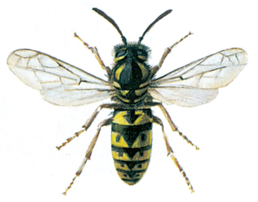 Getingar - Pestium.SE