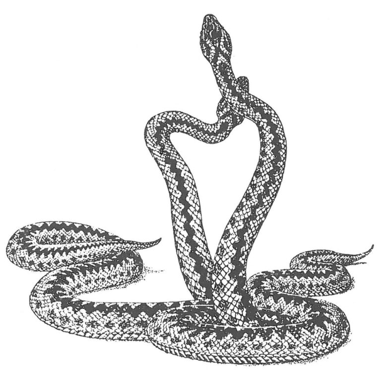 Huggorm - Pestium.SE