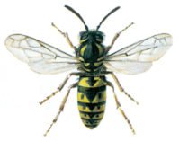 Bin, Getingar Och Myror - Pestium.SE