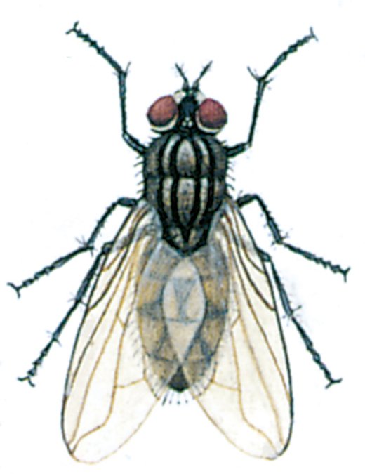 Husfluga - Pestium.SE